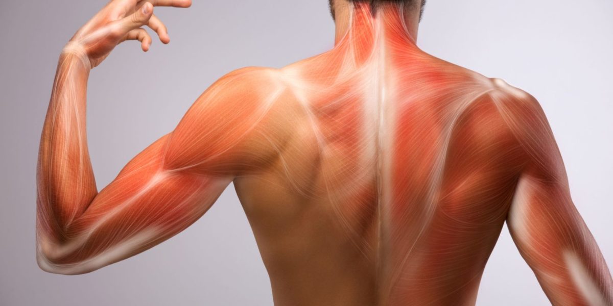 Zelluläre Mechanismen aufgedeckt: Wie Sehnen steifer und stärker werden ...